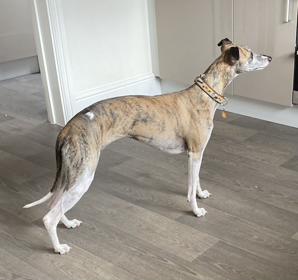 Whippet - The Breed Archive