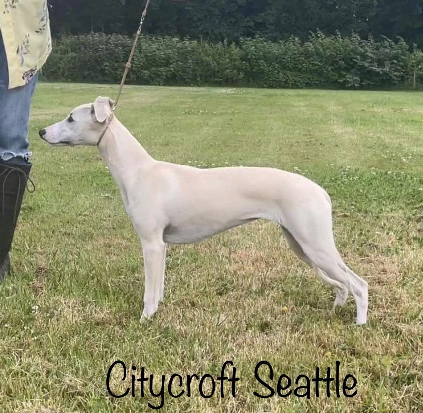 Whippet - The Breed Archive