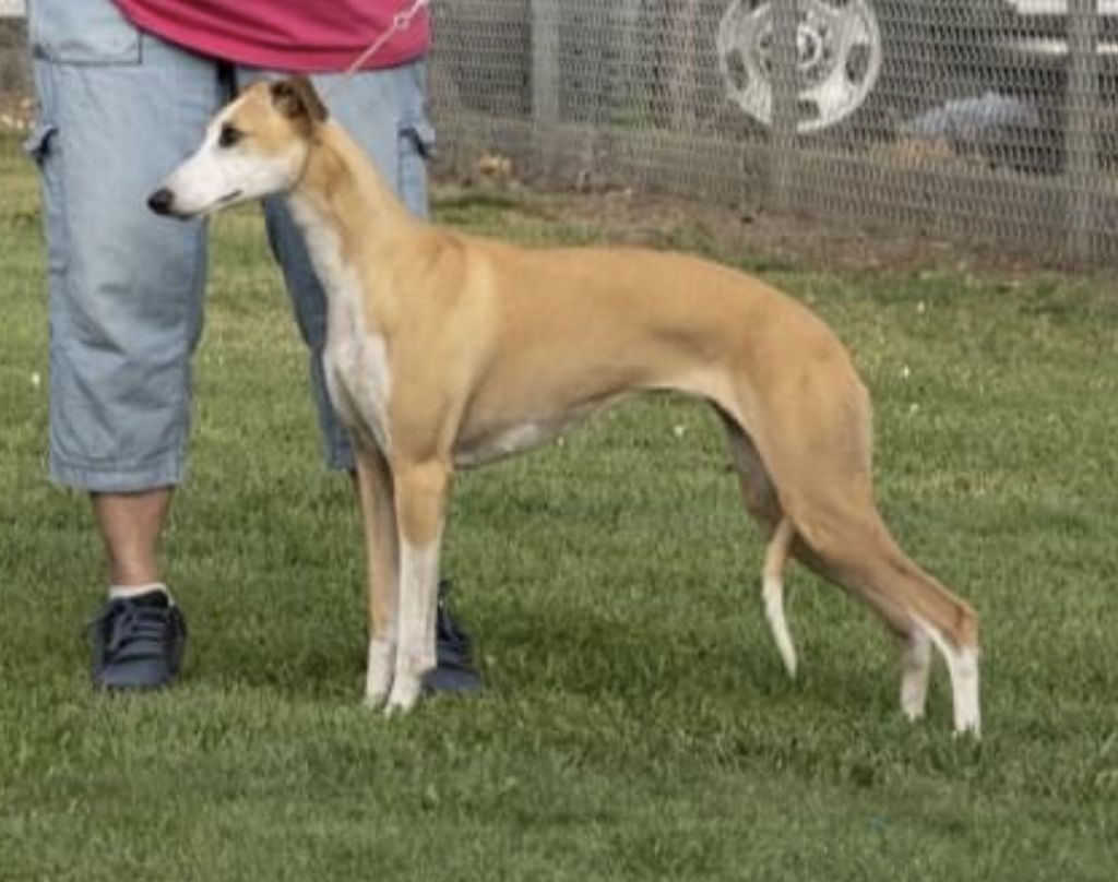 Whippet - The Breed Archive