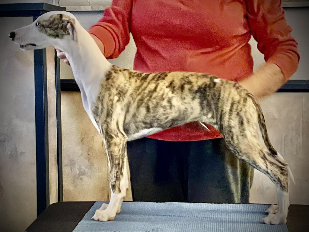 Whippet - The Breed Archive