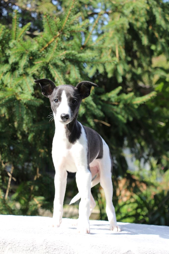 Whippet - The Breed Archive