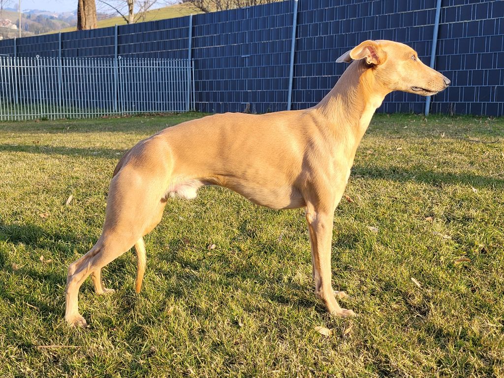 Whippet - The Breed Archive