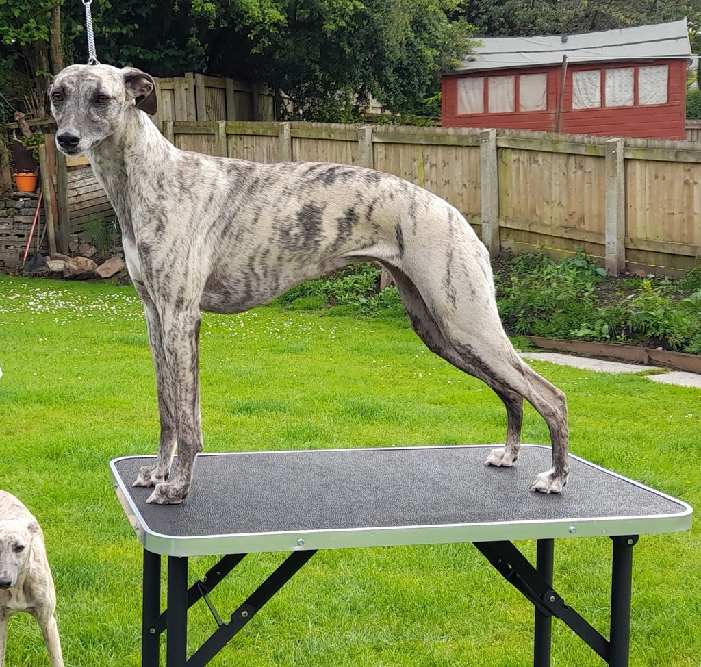 Whippet - The Breed Archive