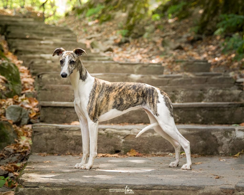 Whippet - The Breed Archive