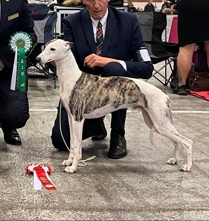 Whippet - The Breed Archive
