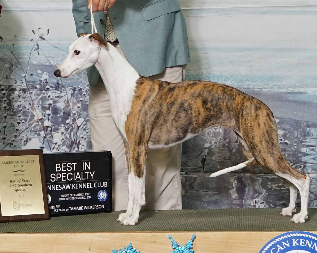 Whippet - The Breed Archive