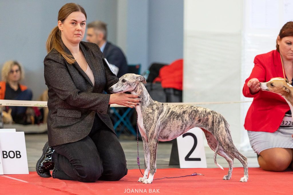 Whippet - The Breed Archive