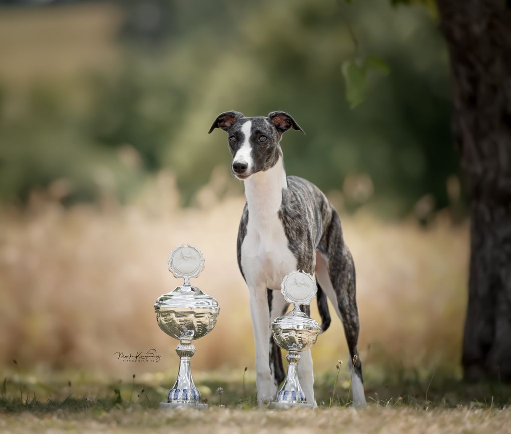Whippet - The Breed Archive