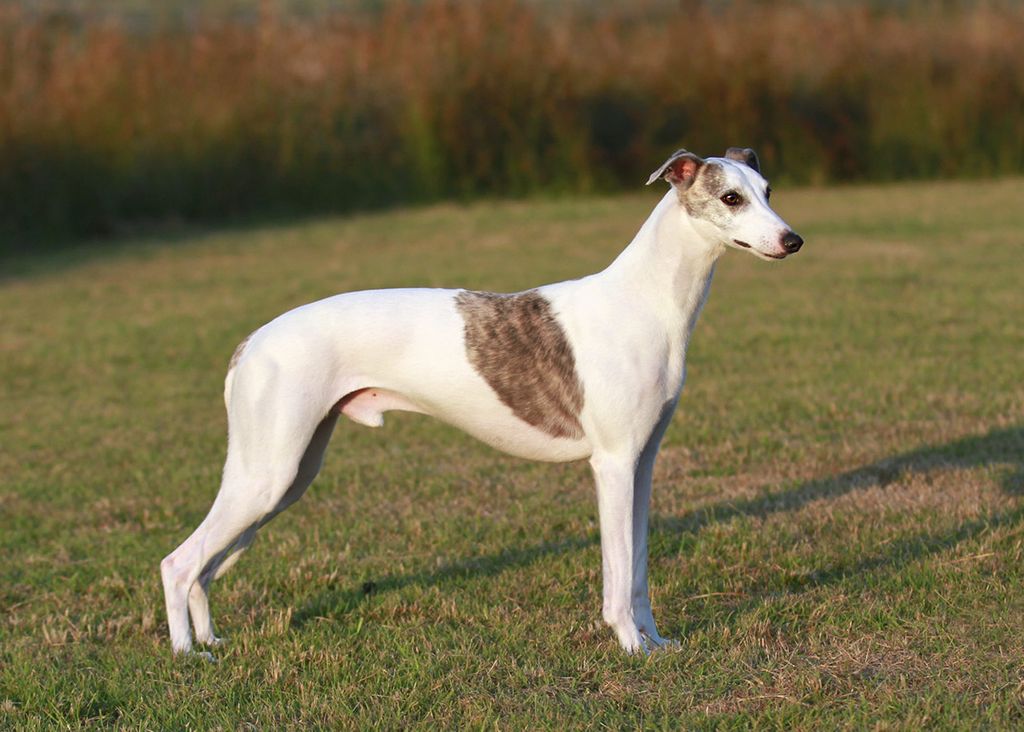 Whippet - The Breed Archive