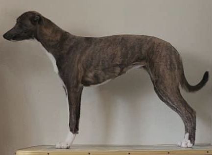 Whippet - The Breed Archive