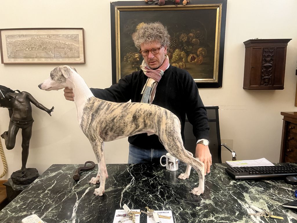 Whippet - The Breed Archive