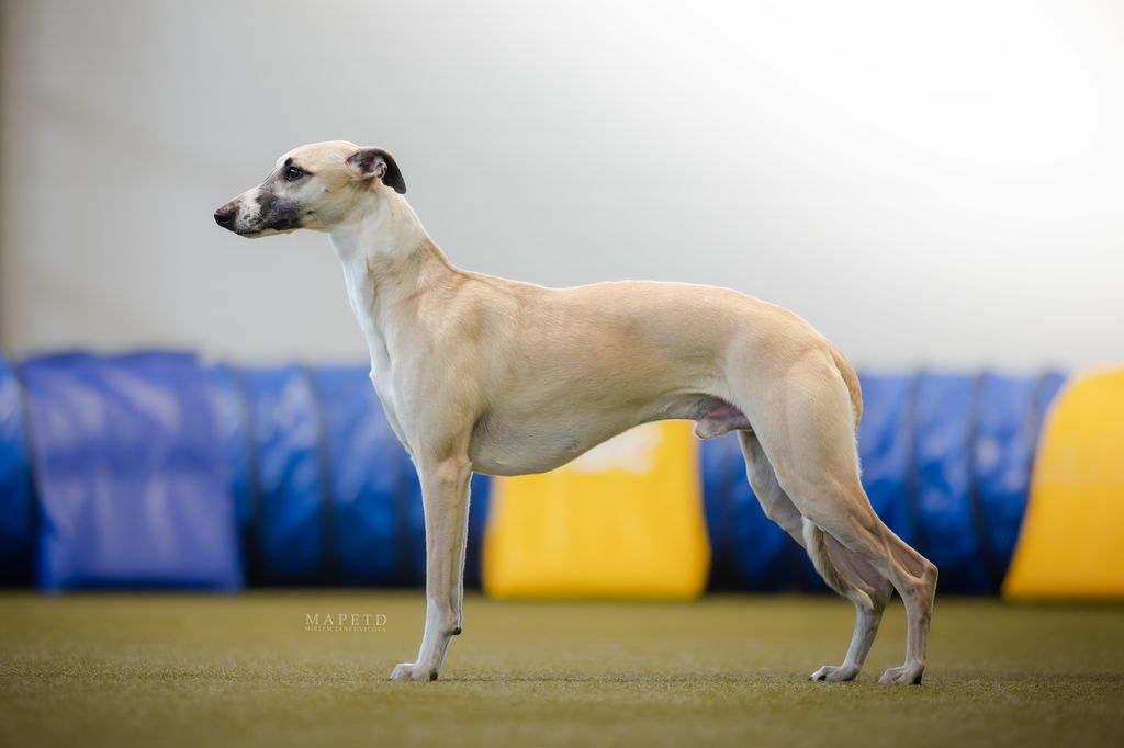 Whippet - The Breed Archive