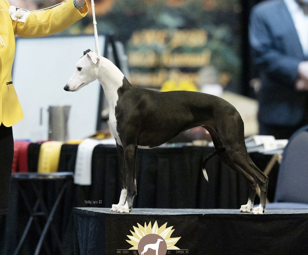 Whippet - The Breed Archive