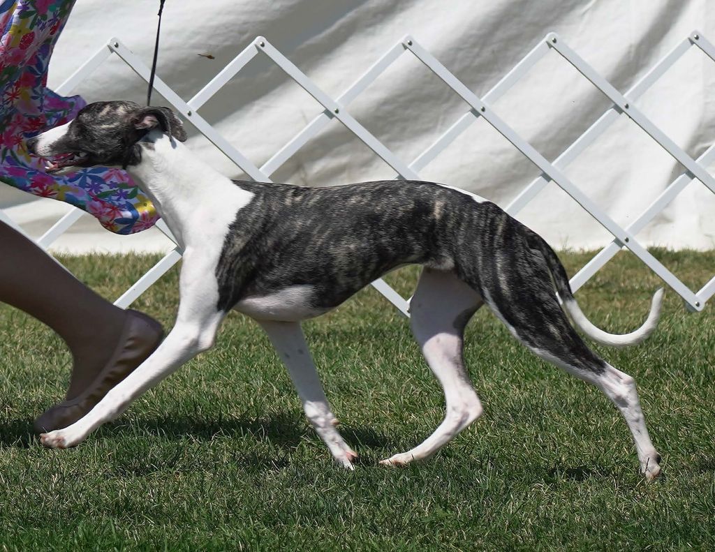 Whippet - The Breed Archive
