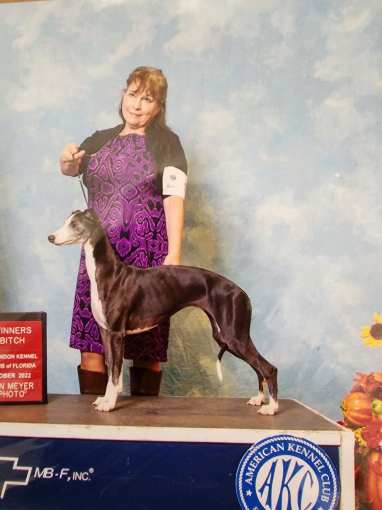 Whippet - The Breed Archive