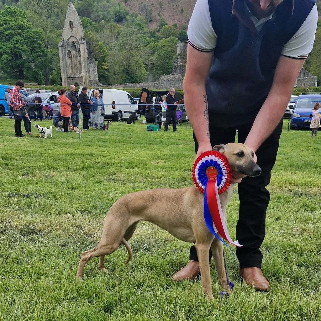 Whippet - The Breed Archive