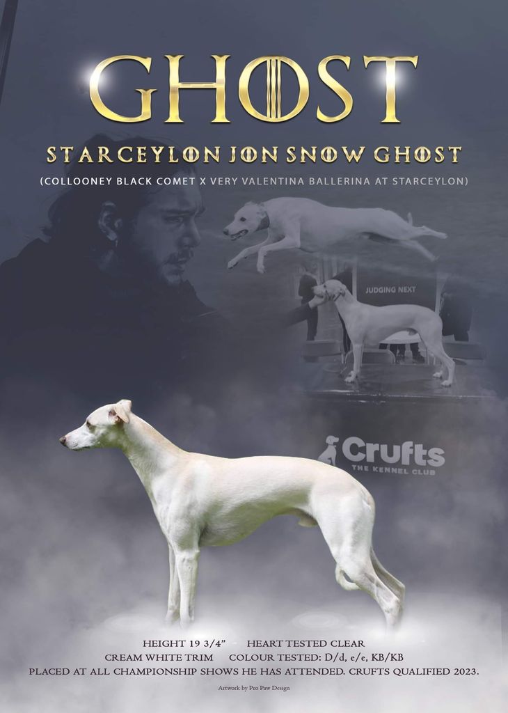 Whippet - The Breed Archive