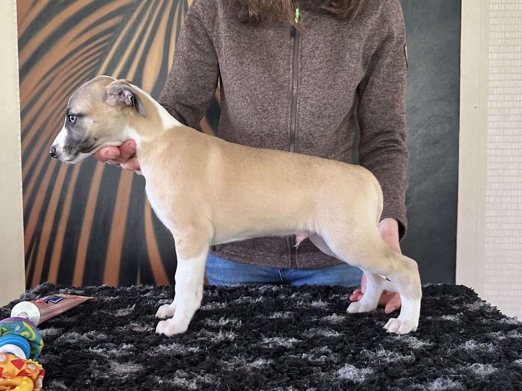 Whippet - The Breed Archive