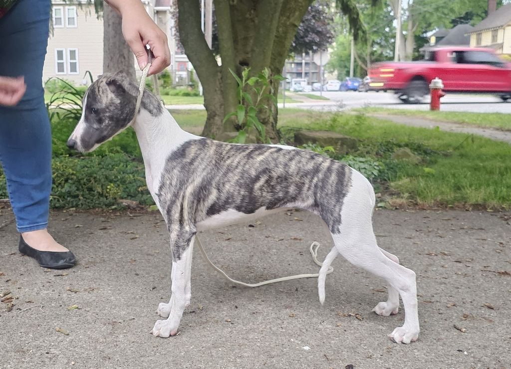 Whippet - The Breed Archive