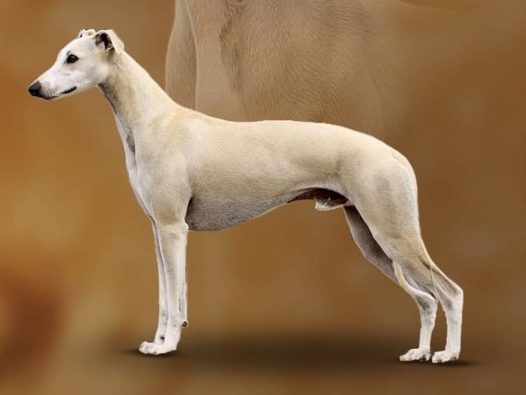 Whippet - The Breed Archive