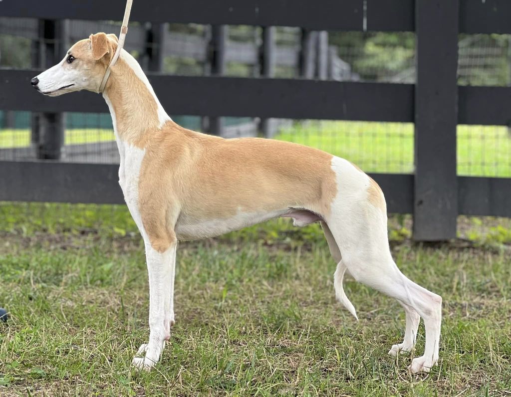 Whippet - The Breed Archive