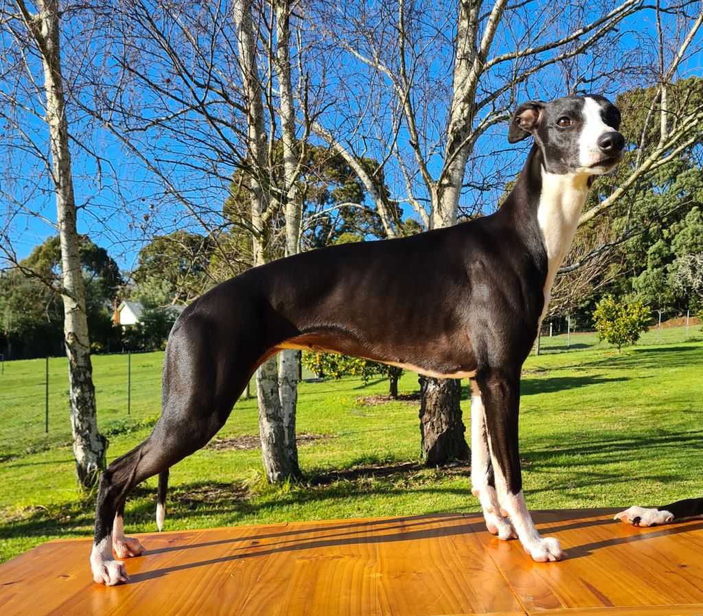 Whippet - The Breed Archive