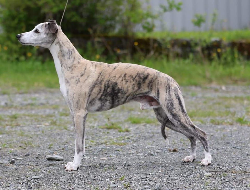 Whippet - The Breed Archive