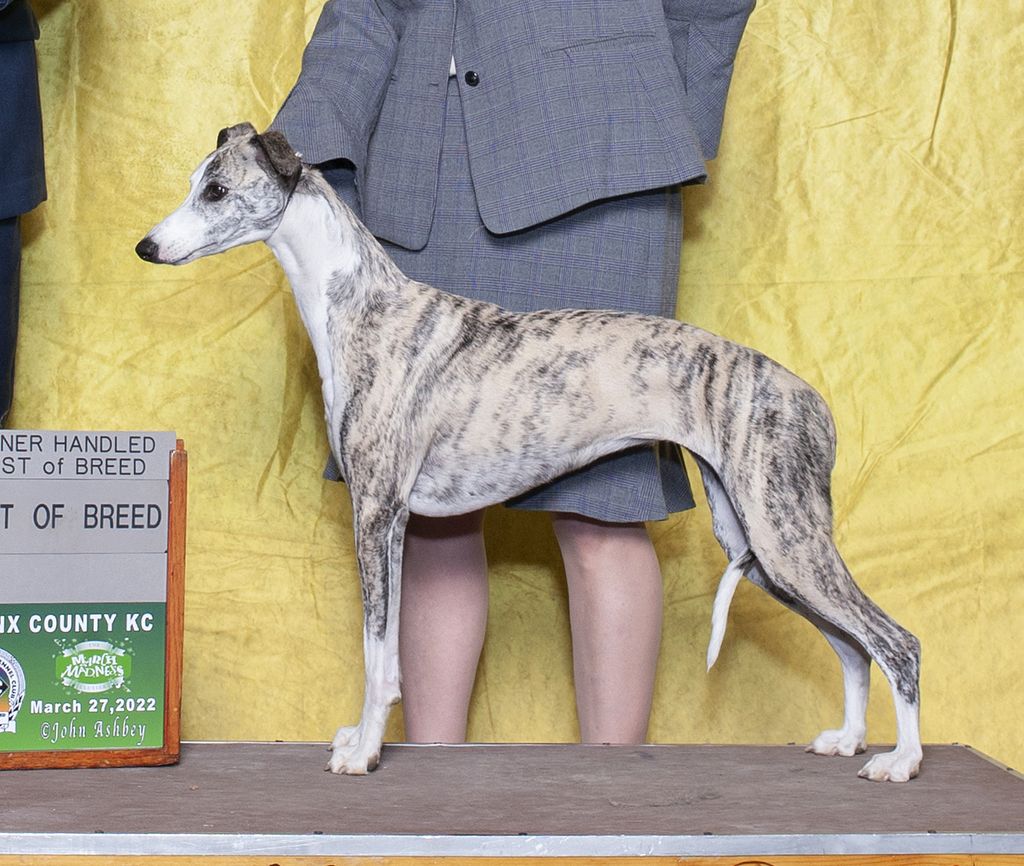 Whippet - The Breed Archive