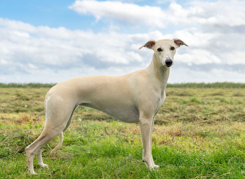 Whippet - The Breed Archive
