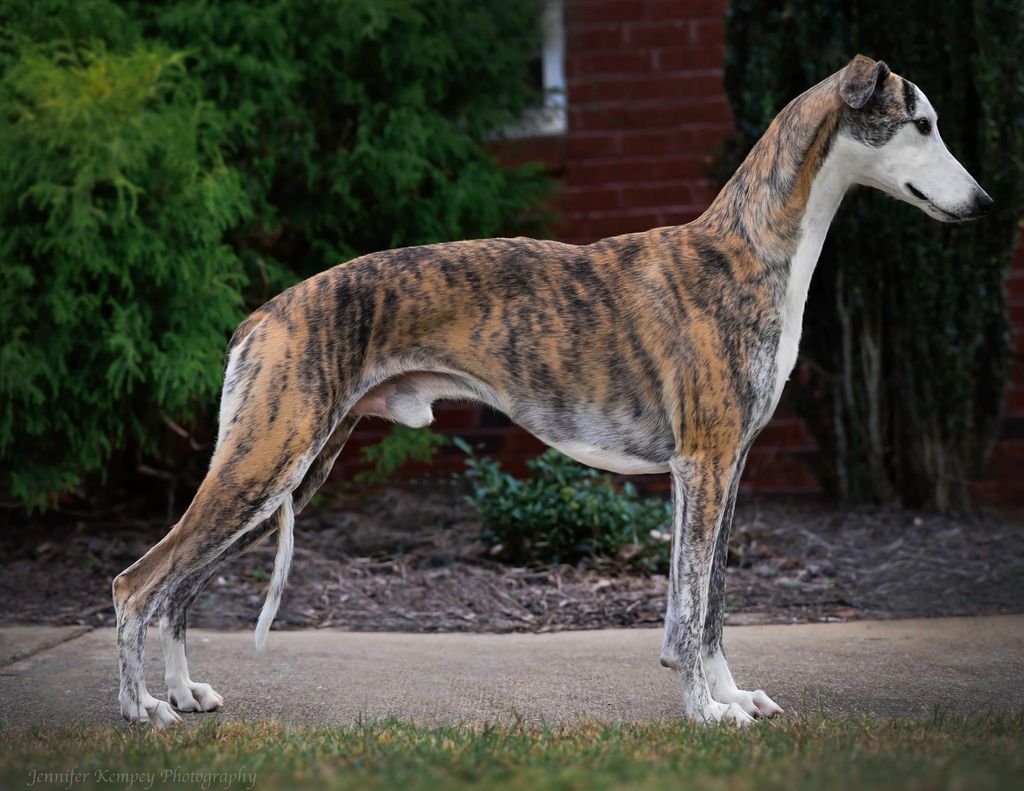 Whippet - The Breed Archive