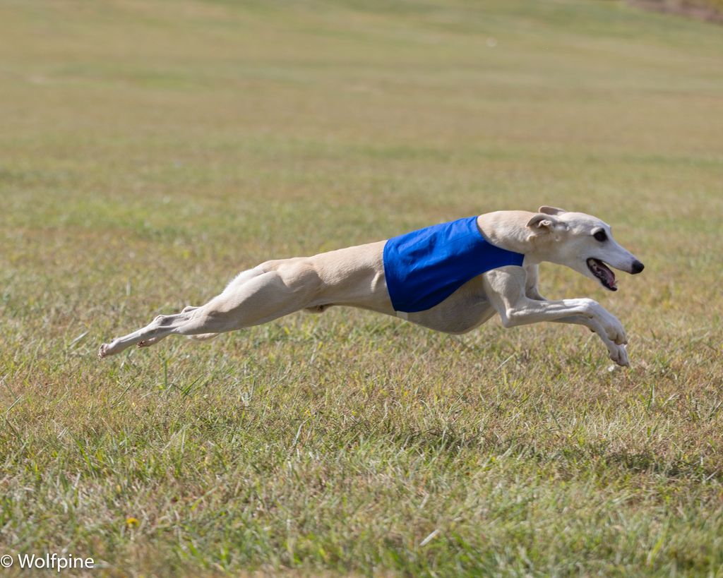 Whippet - The Breed Archive