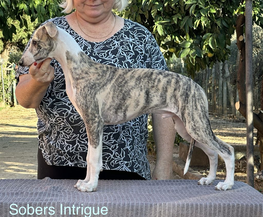 Whippet - The Breed Archive
