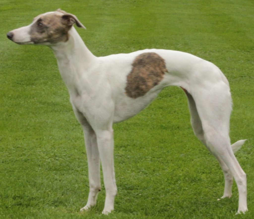 Whippet - The Breed Archive