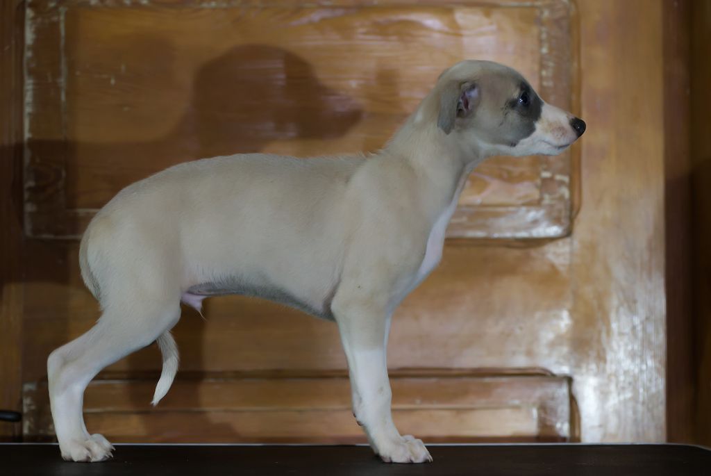 Whippet - The Breed Archive