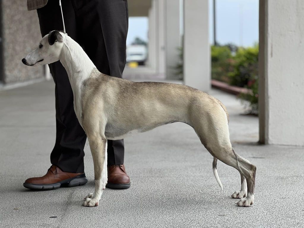 Whippet - The Breed Archive