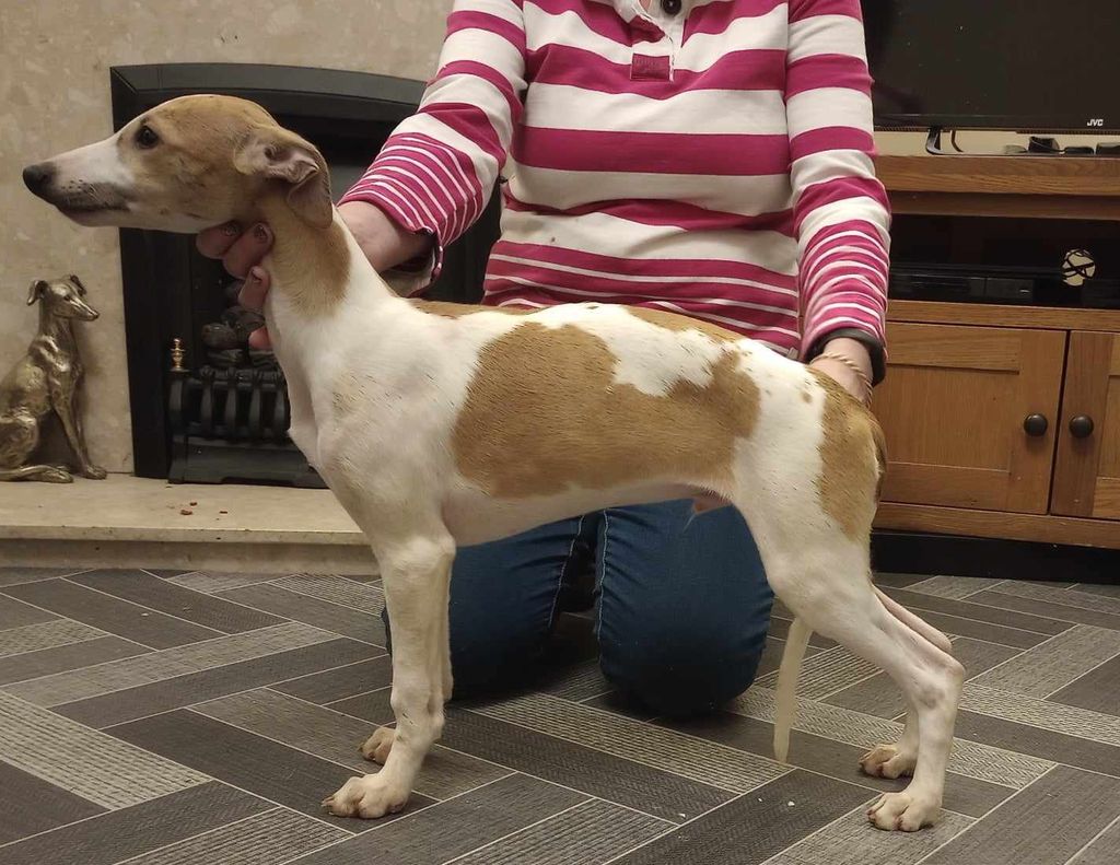 Whippet - The Breed Archive