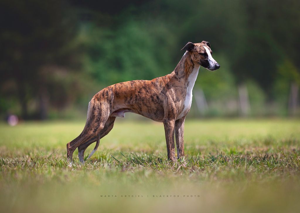 Whippet - The Breed Archive