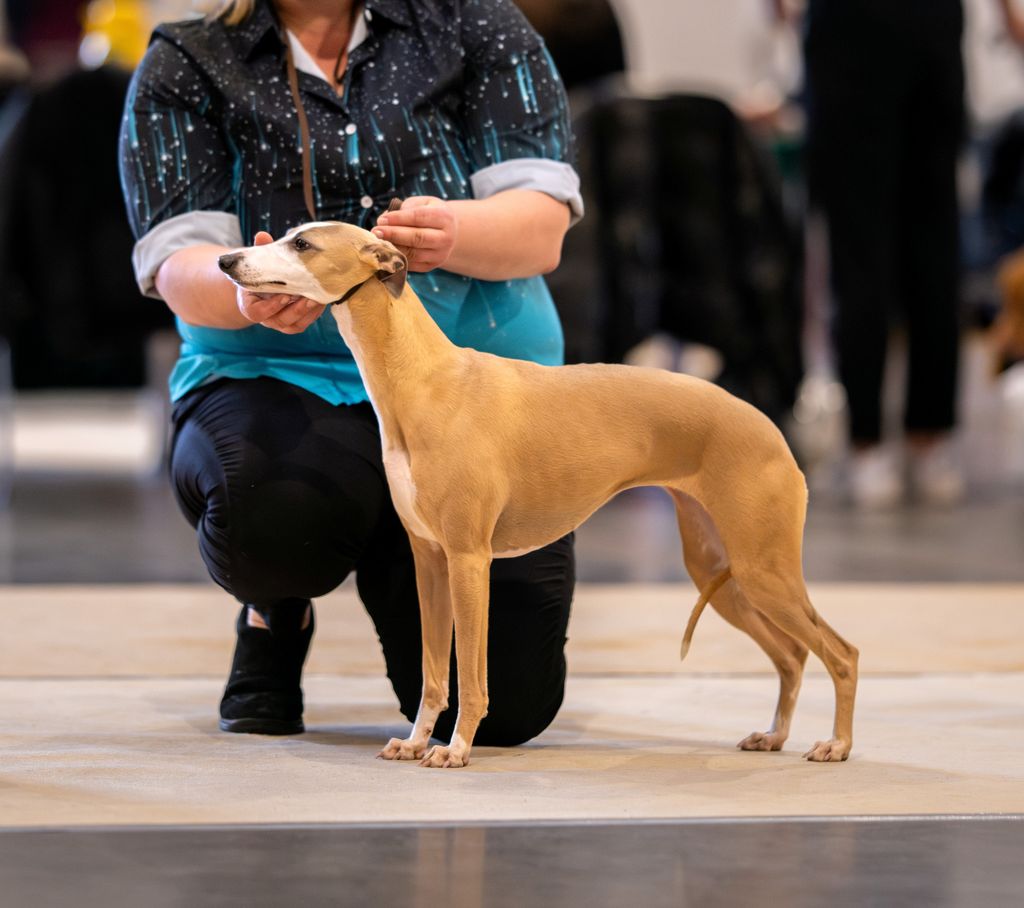 Whippet - The Breed Archive