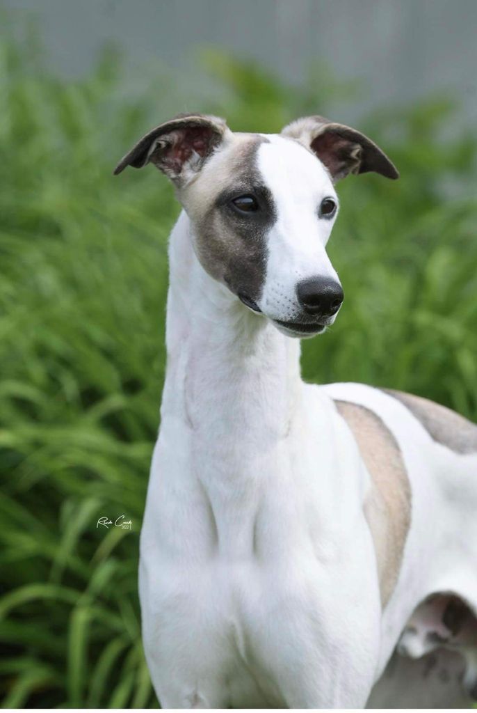 Whippet - The Breed Archive
