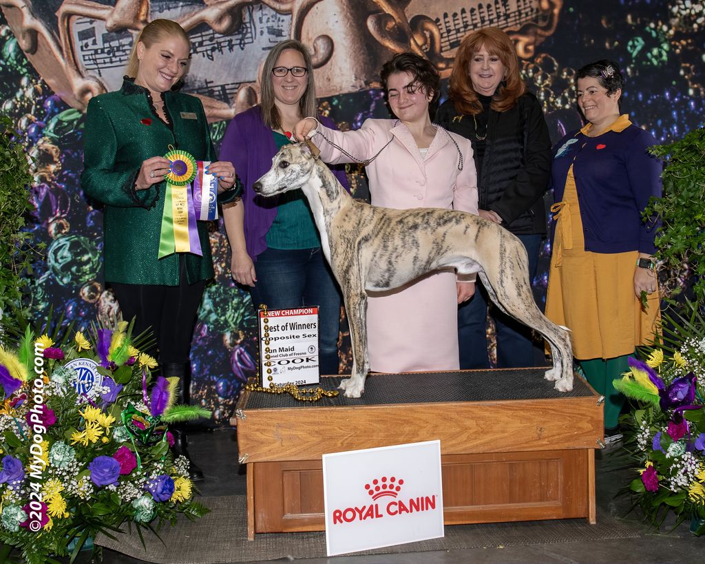 Whippet - The Breed Archive