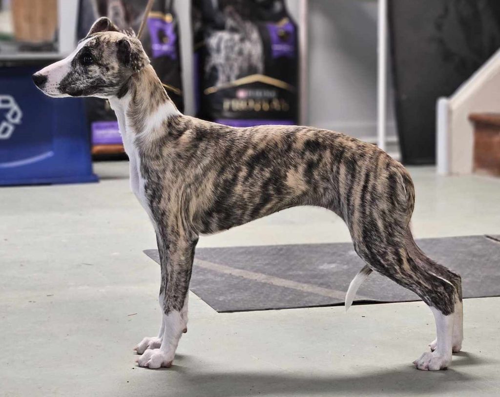 Whippet - The Breed Archive
