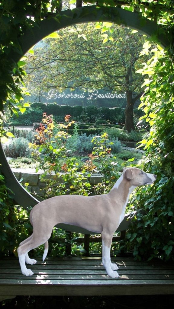Whippet - The Breed Archive