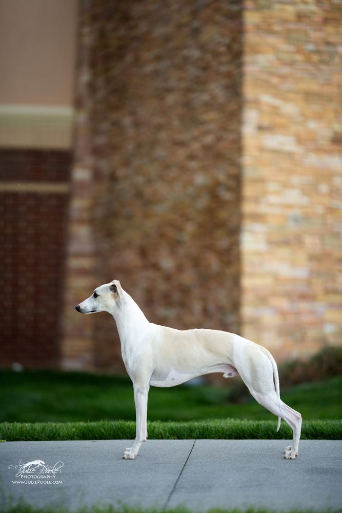 Whippet - The Breed Archive