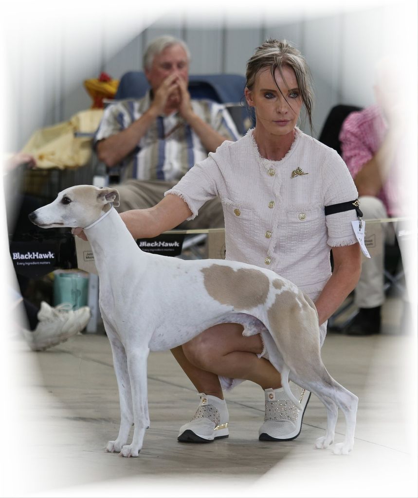 Whippet - The Breed Archive