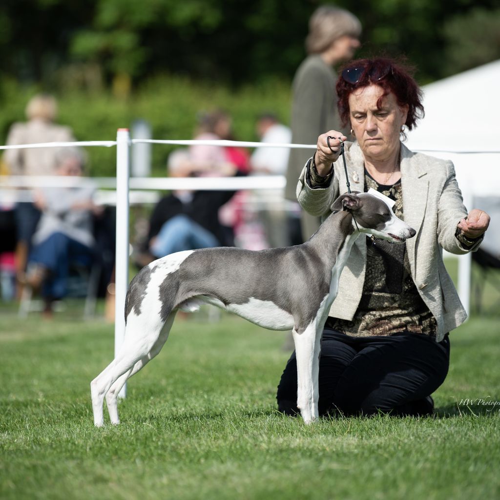 Whippet - The Breed Archive