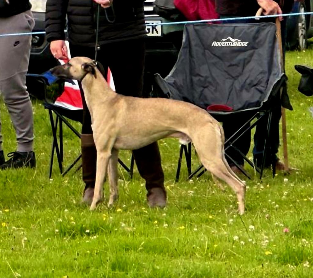 Whippet - The Breed Archive