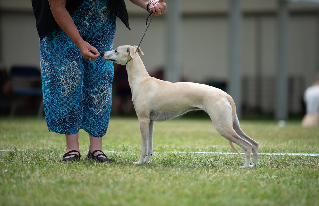 Whippet - The Breed Archive