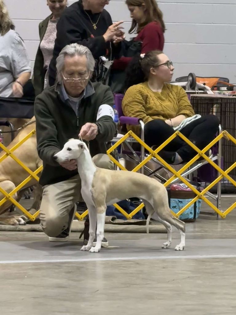 Whippet - The Breed Archive