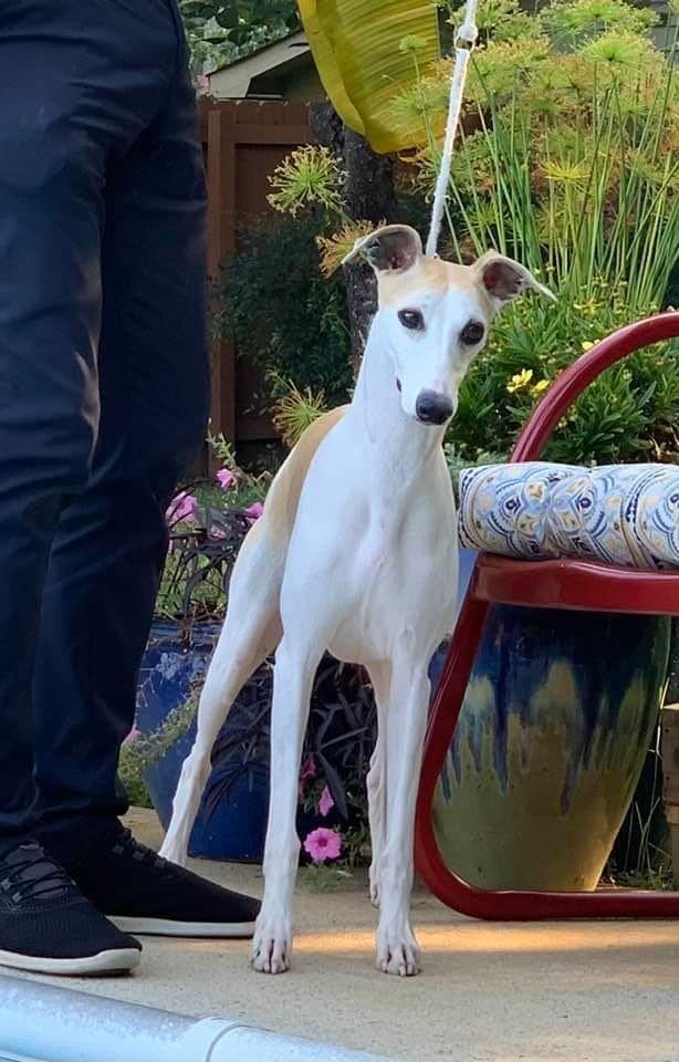 Whippet - The Breed Archive