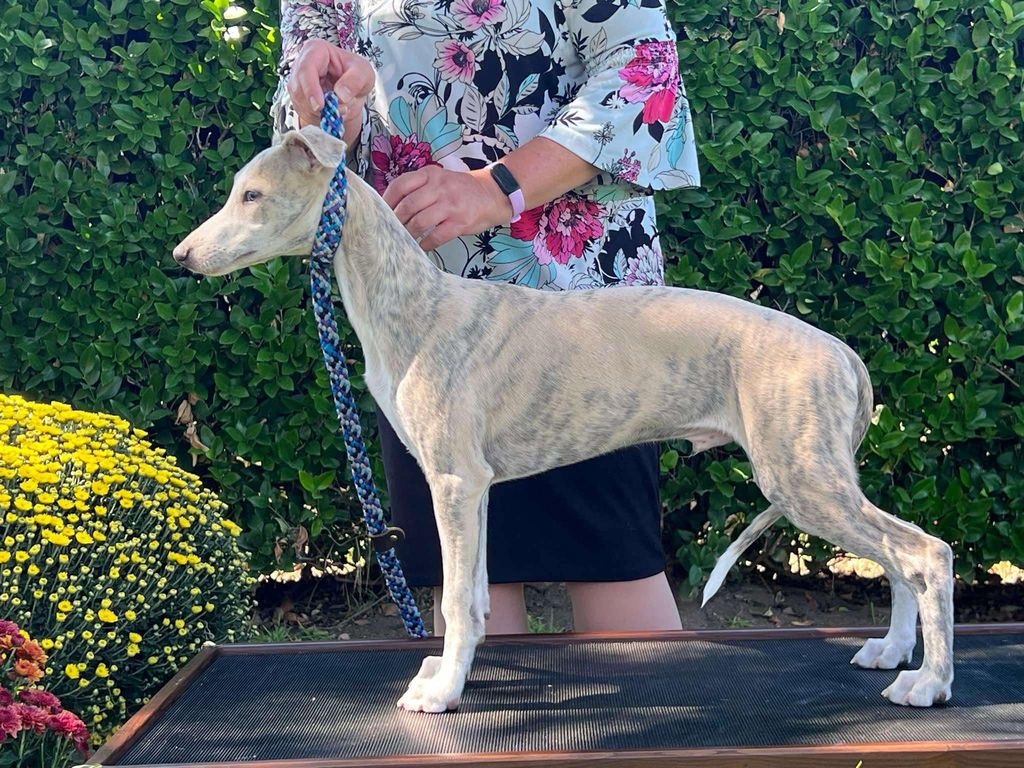 Whippet - The Breed Archive